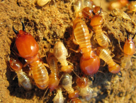 Termites | prof. Mgr. Jan Sobotnik