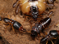 Termites | prof. Mgr. Jan Sobotnik