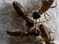 Termites | prof. Mgr. Jan Šobotník