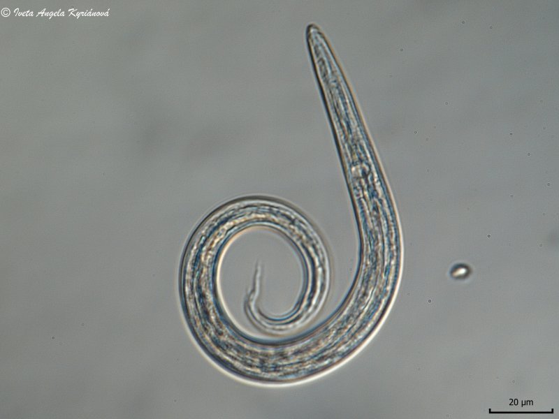 Helminti | Ing. Iveta Angela Kyriánová