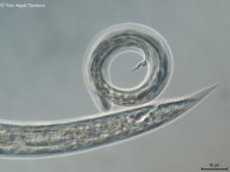 Helminti | Ing. Iveta Angela Kyriánová