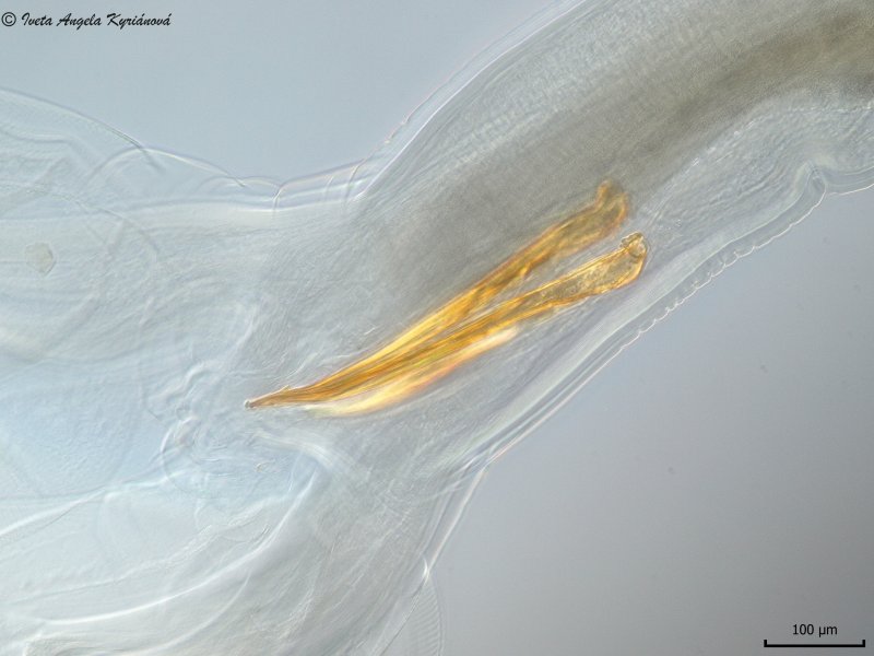 Helminti | Ing. Iveta Angela Kyriánová