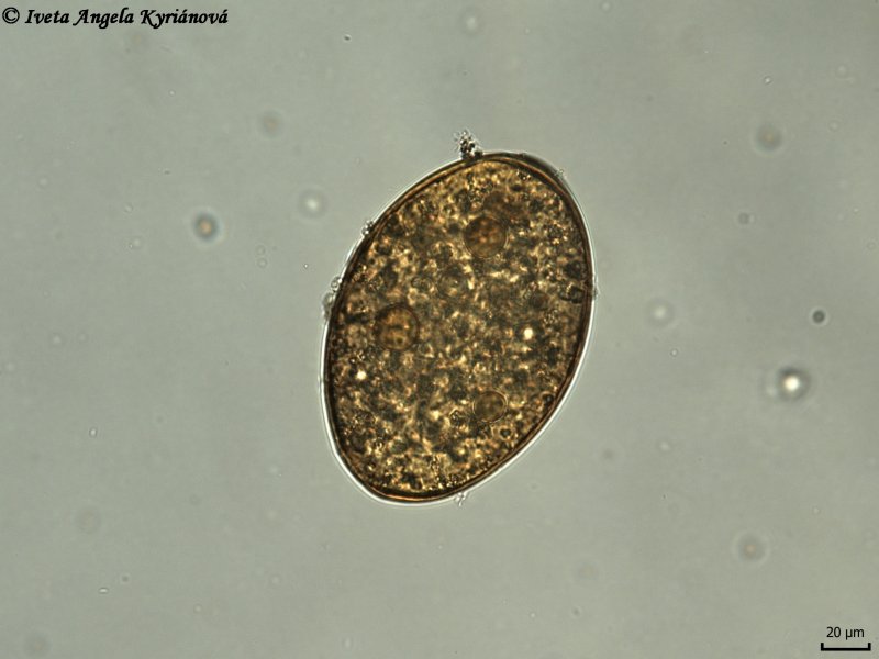 Helminti | Ing. Iveta Angela Kyriánová