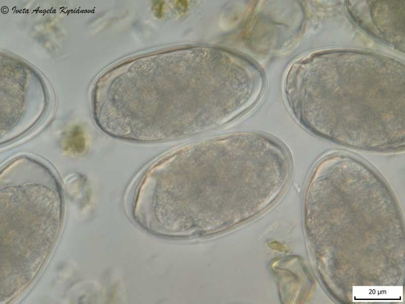 Helminti | Ing. Iveta Angela Kyriánová