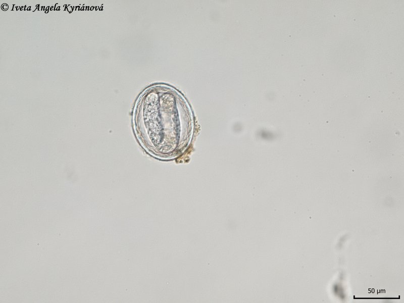 Helminti | Ing. Iveta Angela Kyriánová