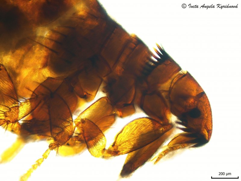 Ektoparaziti | Ing. Iveta Angela Kyriánová