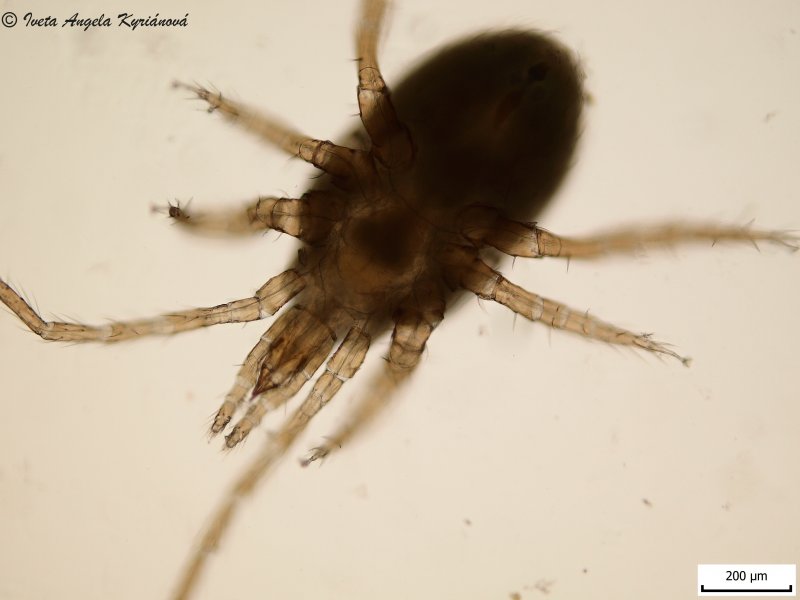 Ektoparaziti | Ing. Iveta Angela Kyriánová