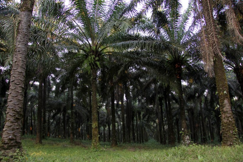 Cameroon | prof. Mgr. Jan Šobotník