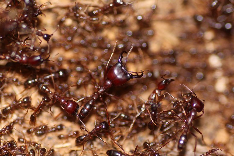 Insects | prof. Mgr. Jan Sobotnik