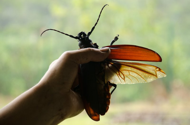 Insects | prof. Mgr. Jan Sobotnik