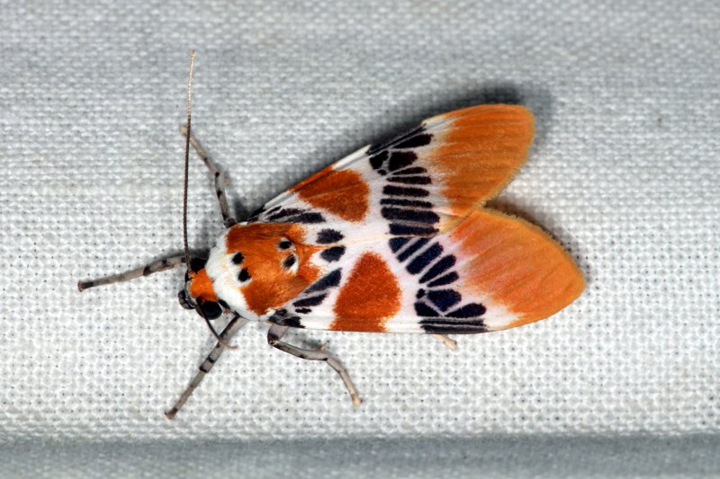 Insects | prof. Mgr. Jan Sobotnik