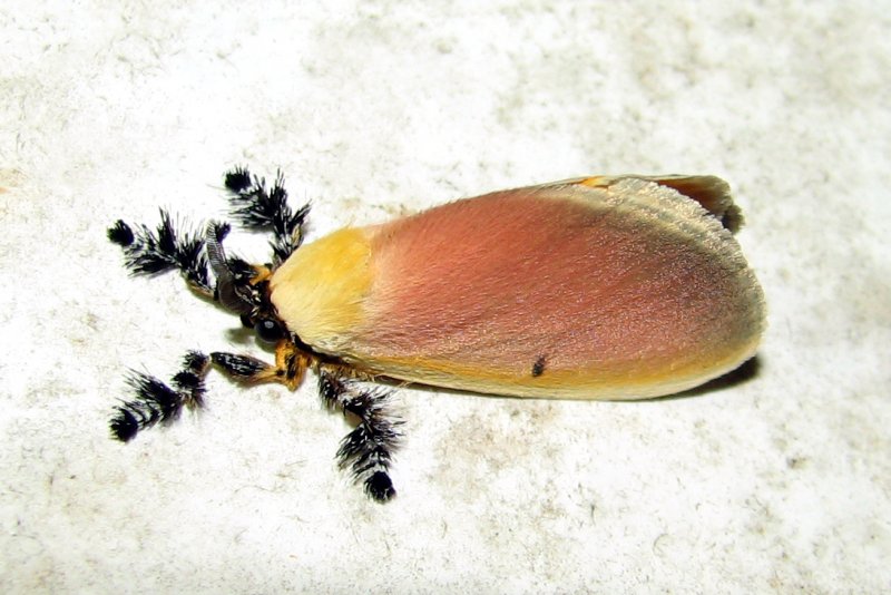 Insects | prof. Mgr. Jan Sobotnik