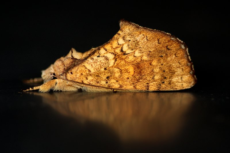 Insects | prof. Mgr. Jan Sobotnik