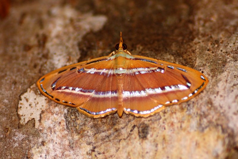 Insects | prof. Mgr. Jan Sobotnik