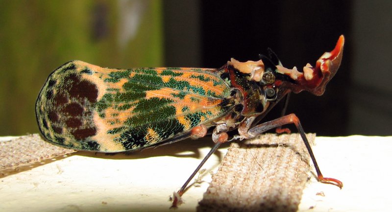 Insects | prof. Mgr. Jan Sobotnik