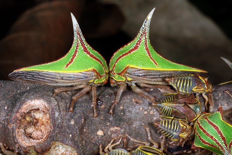 Insects | prof. Mgr. Jan Šobotník