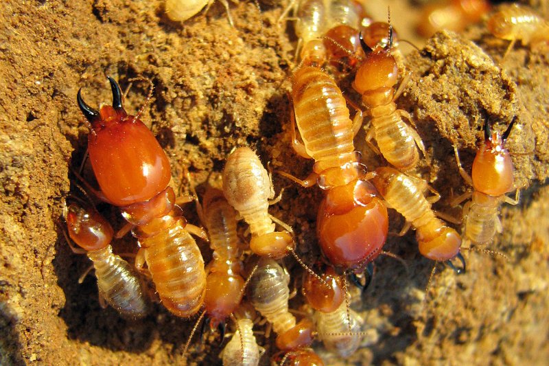 Termites | prof. Mgr. Jan Sobotnik
