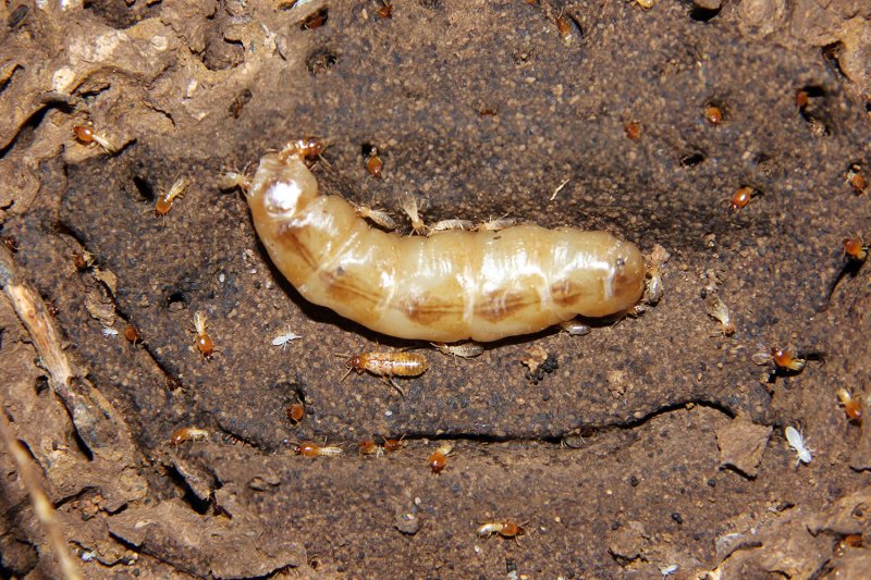 Termites | prof. Mgr. Jan Sobotnik