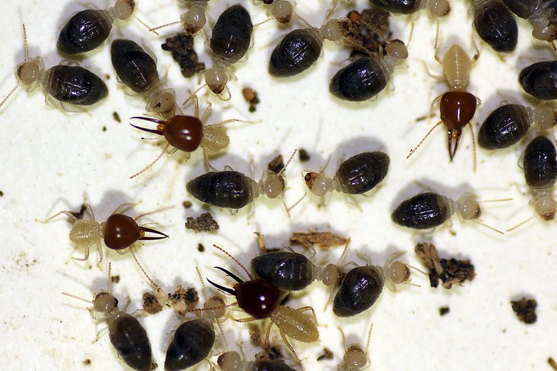 Termites | prof. Mgr. Jan Šobotník