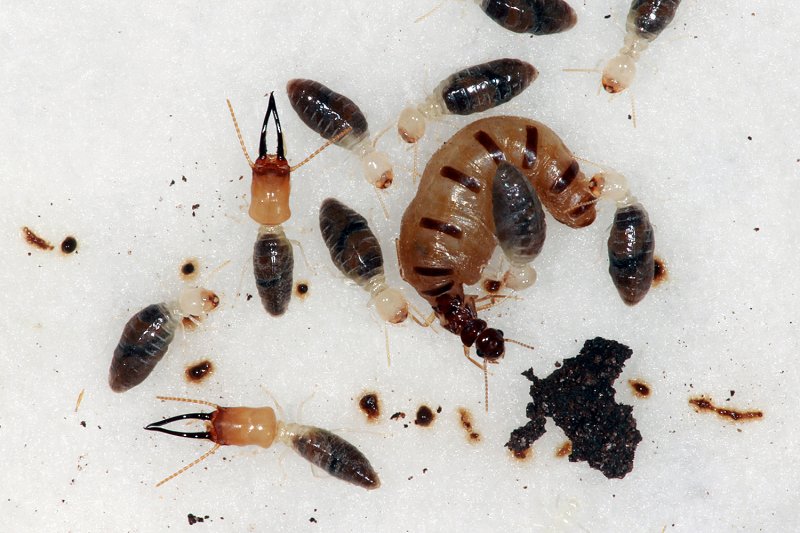 Termites | prof. Mgr. Jan Sobotnik