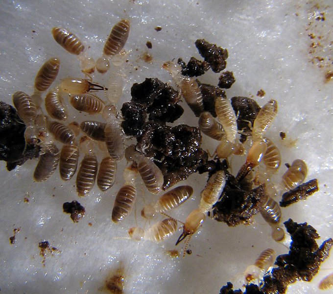 Termites | prof. Mgr. Jan Šobotník