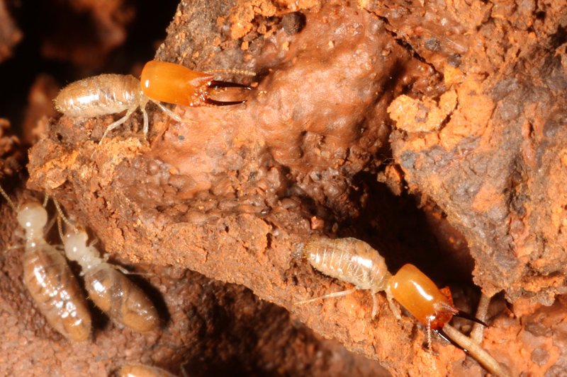 Termites | prof. Mgr. Jan Šobotník