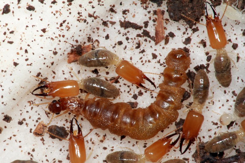 Termites | prof. Mgr. Jan Sobotnik