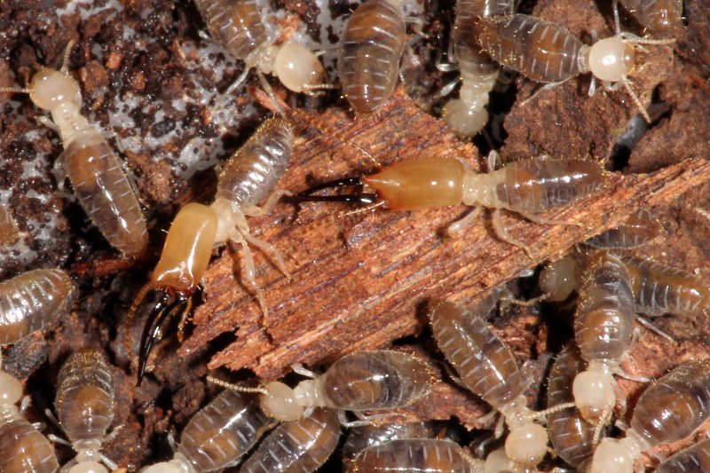 Termites | prof. Mgr. Jan Šobotník