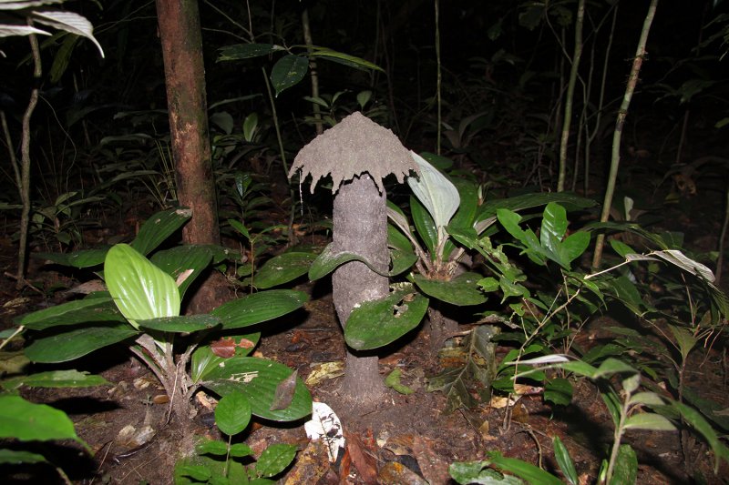 Termites | prof. Mgr. Jan Sobotnik