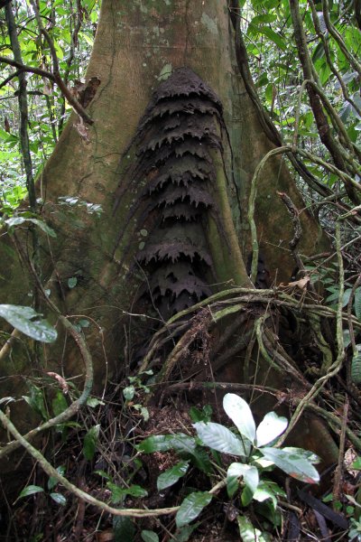 Termites | prof. Mgr. Jan Šobotník