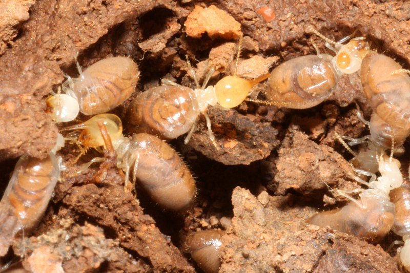 Termites | prof. Mgr. Jan Šobotník