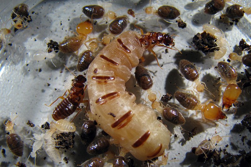 Termites | prof. Mgr. Jan Sobotnik