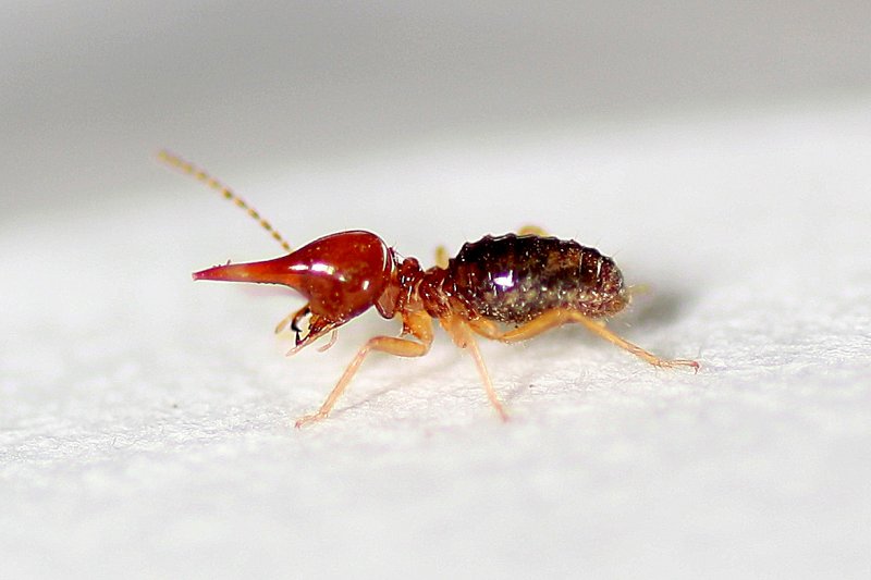 Termites | prof. Mgr. Jan Šobotník