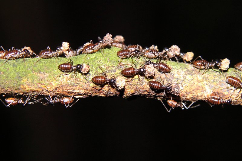 Termites | prof. Mgr. Jan Šobotník