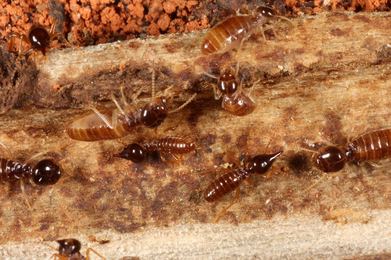 Termites | prof. Mgr. Jan Sobotnik