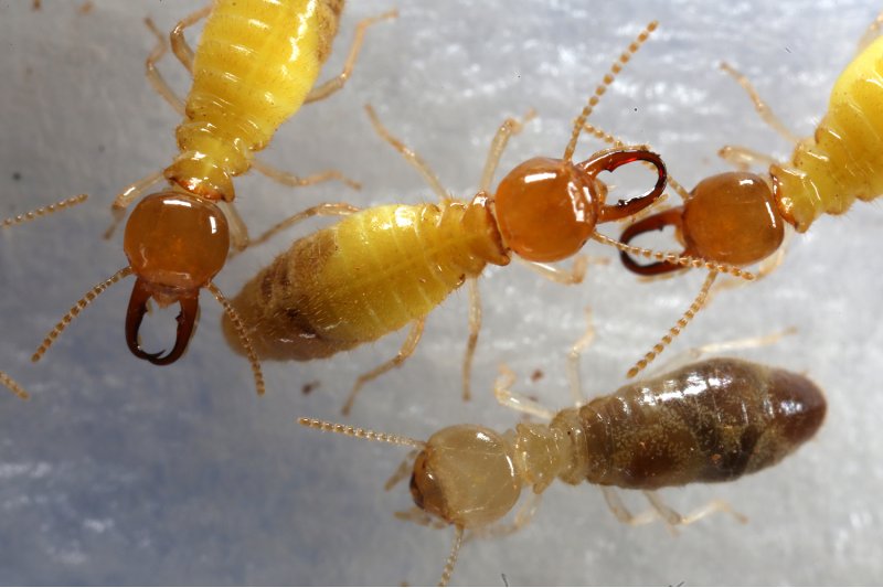 Termites | prof. Mgr. Jan Sobotnik