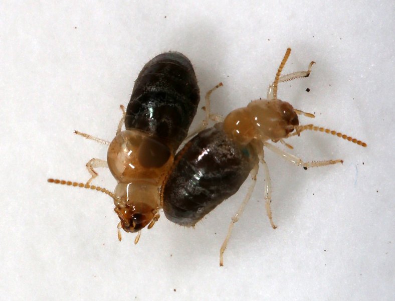 Termites | prof. Mgr. Jan Šobotník