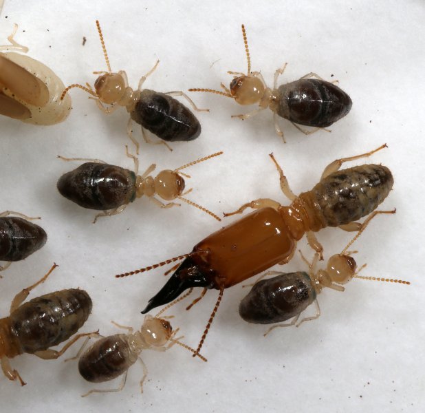 Termites | prof. Mgr. Jan Šobotník